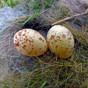 Oeuf De Mesange Bleue